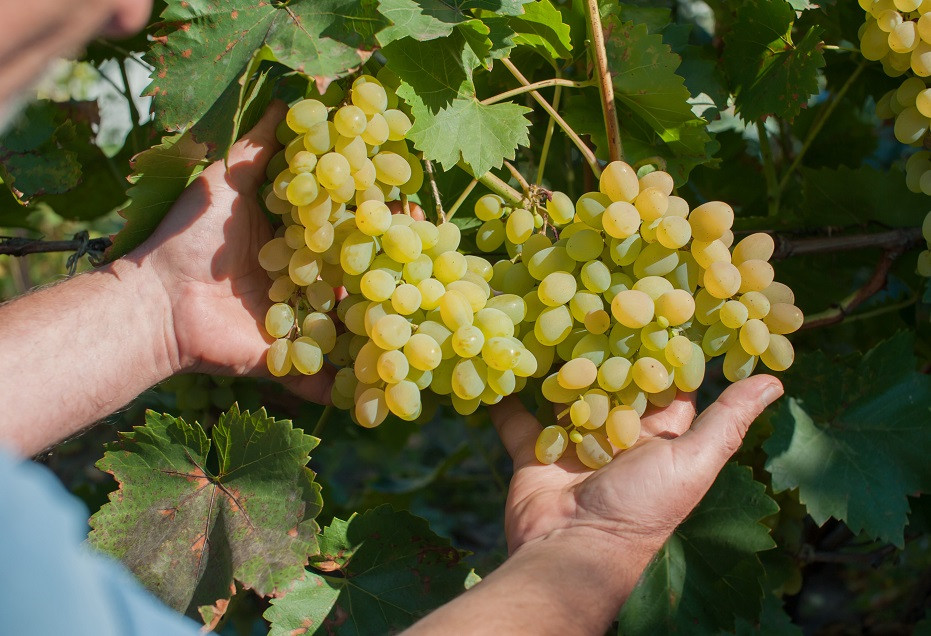 Prospective métier de vigneron